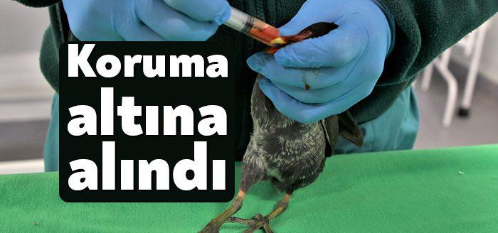 Yaralı bulunan su tavuğu koruma altına alındı - Bağımsız Kocaeli