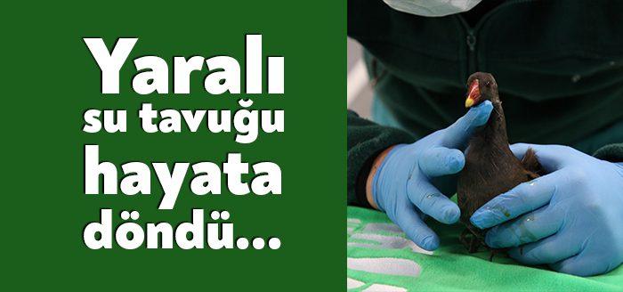 Yaralı su tavuğu Ormanya’da tedavi ediliyor - Bağımsız Kocaeli