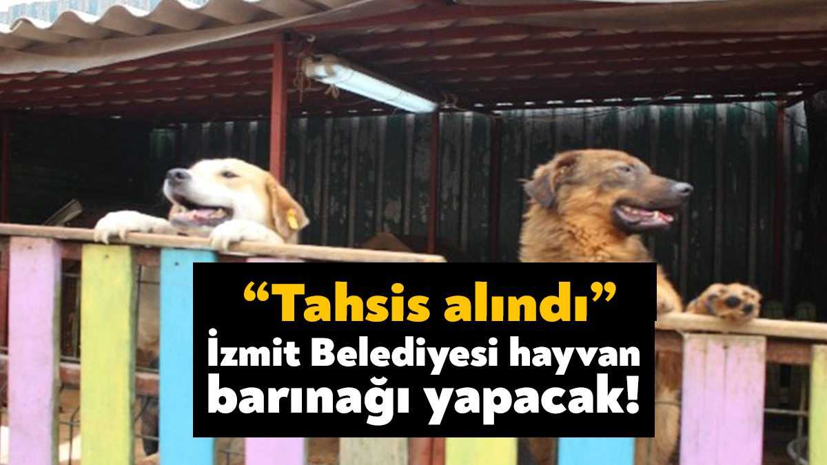 İzmit Belediyesi hayvan barınağı yapacak! - Bağımsız Kocaeli İzmit Belediyesi hayvan barınağı yapacak! - Bağımsız Kocaeli